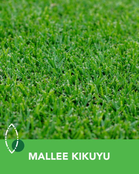 Instant Turf | Advance Turf | 6 Varieties of Premium Lawn