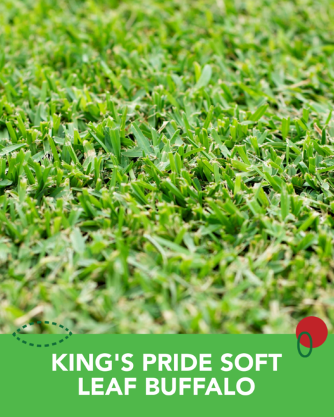 Instant Turf | Advance Turf | 6 Varieties of Premium Lawn