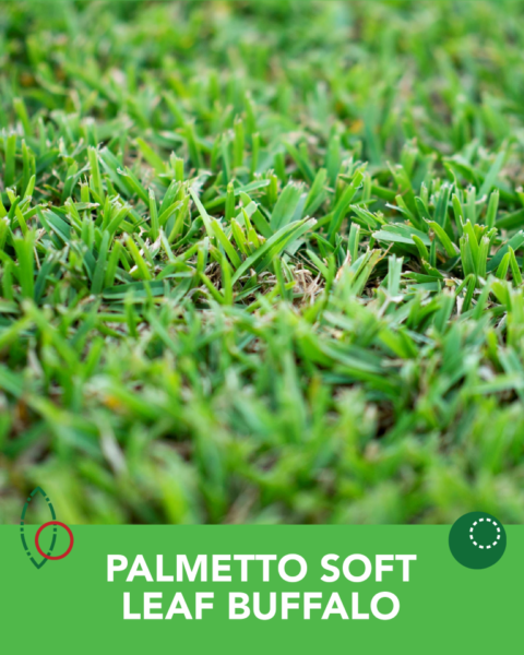Instant Turf | Advance Turf | 6 Varieties of Premium Lawn