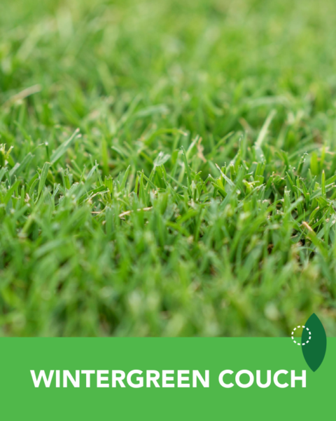 Instant Turf | Advance Turf | 6 Varieties of Premium Lawn